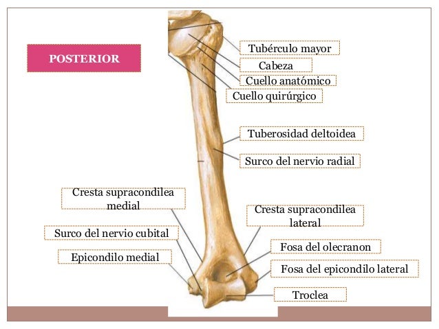 Extremidades superiores