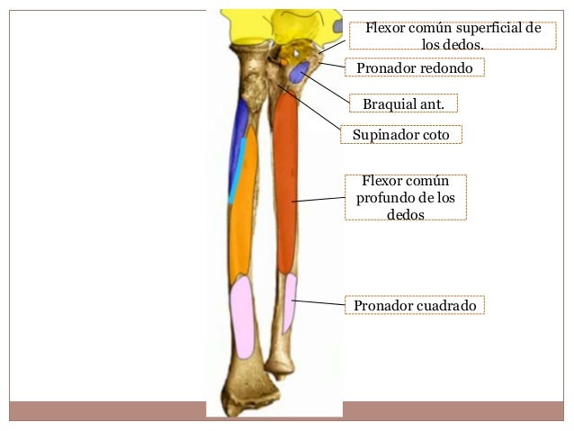 Extremidades superiores