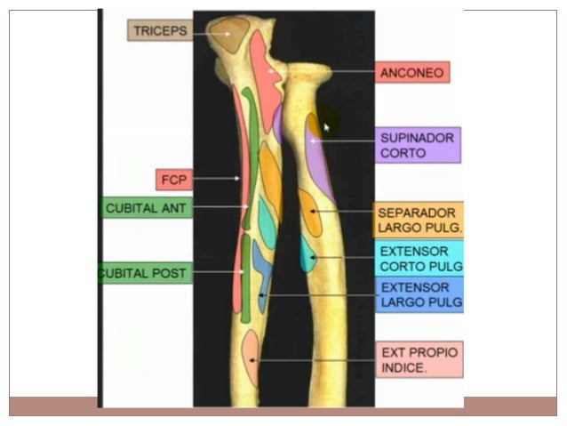 Extremidades superiores