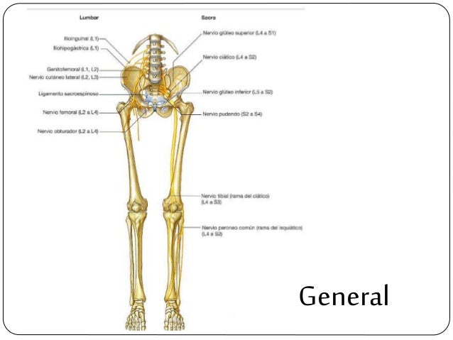 Extremidades inferiores del cuerpo humano. Anatomia