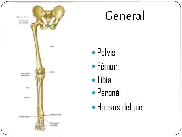 Extremidades inferiores del cuerpo humano. Anatomia