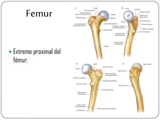 Extremidades inferiores del cuerpo humano. Anatomia