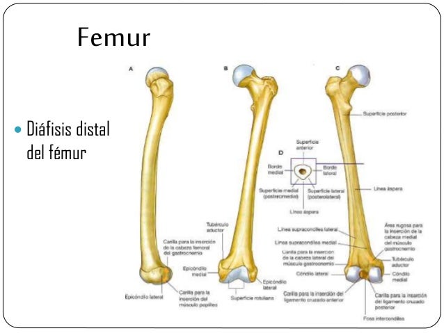 Extremidades inferiores del cuerpo humano. Anatomia
