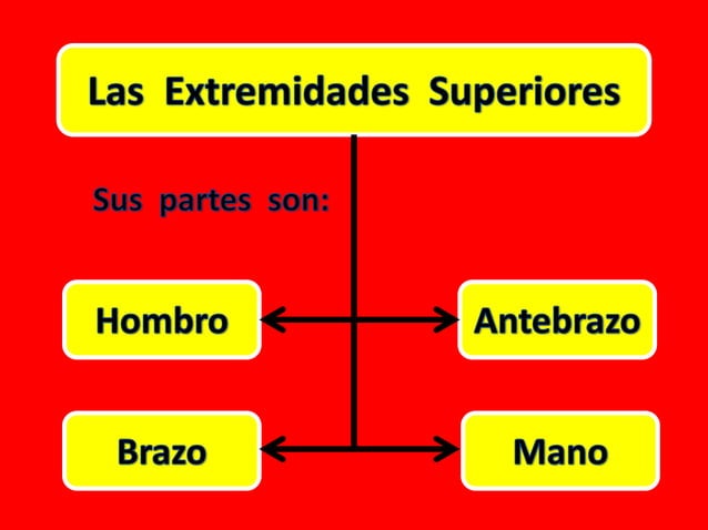 Extremidades superiores | PPT