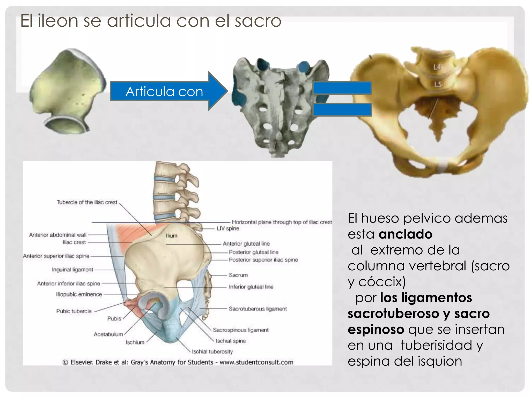 Extremidad inferior | PPTX
