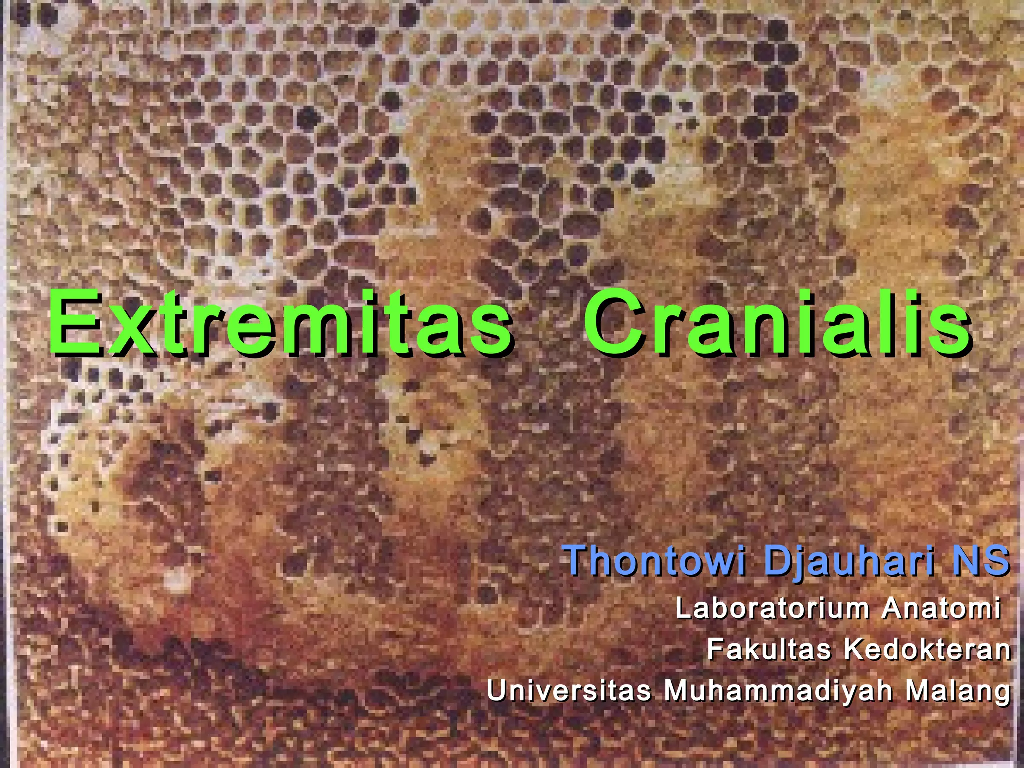 Extremitas cranialis 1 2 | PPT