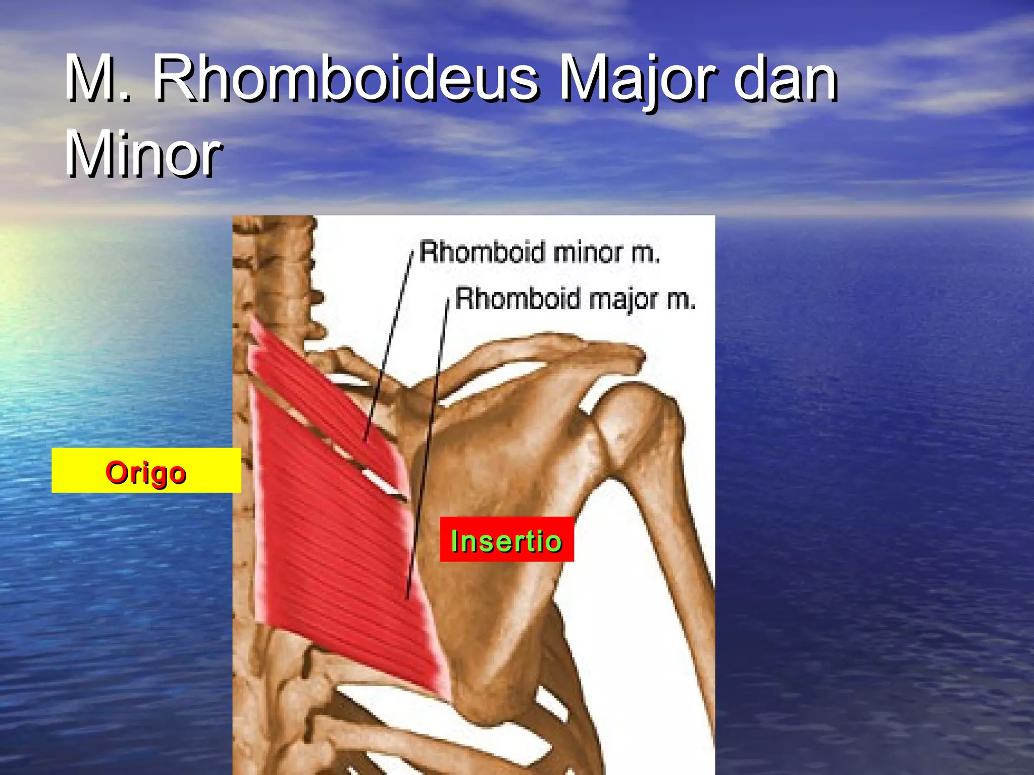 Extremitas cranialis 1 2 | PPT