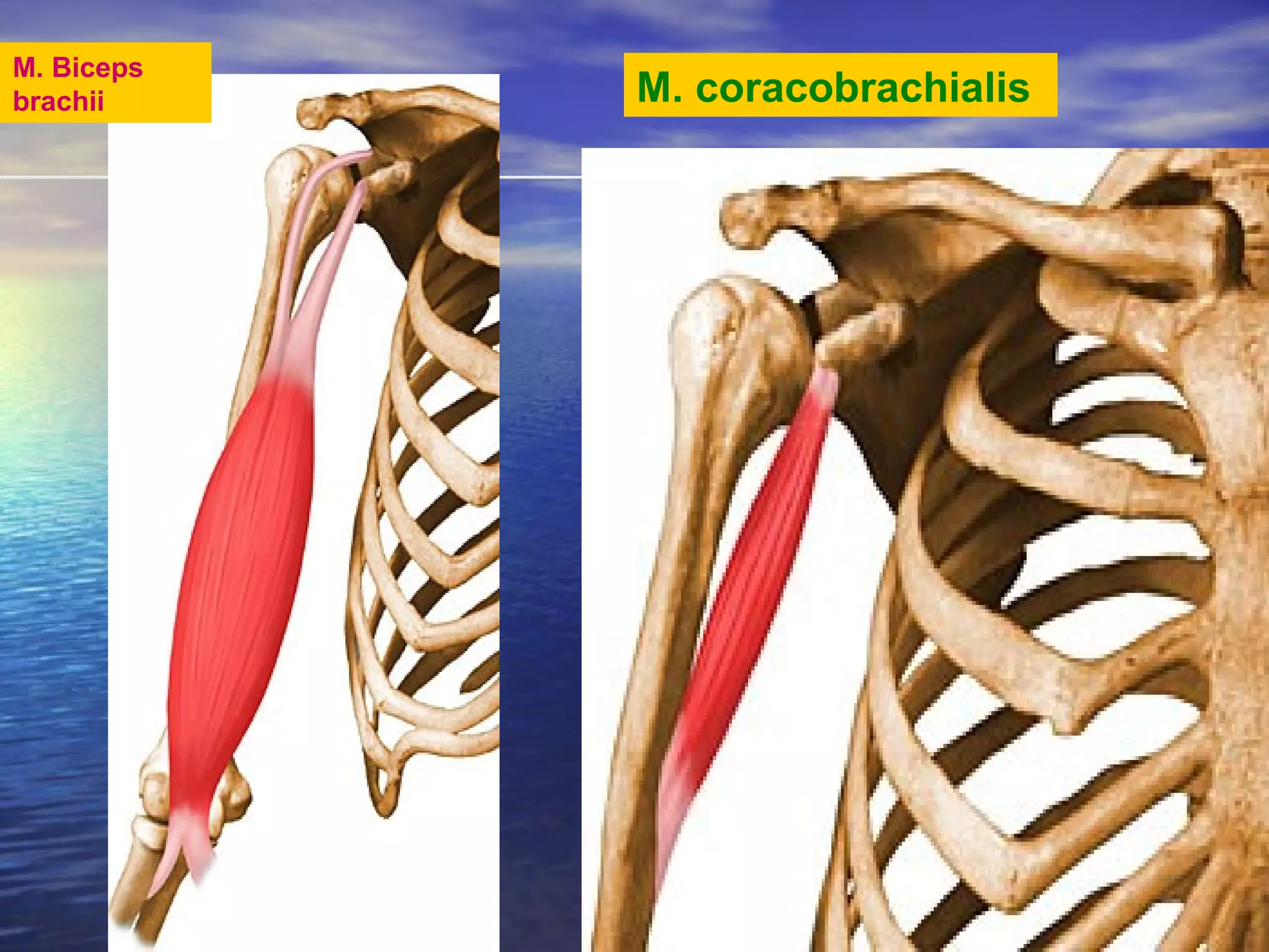 Extremitas cranialis 1 2 | PPT