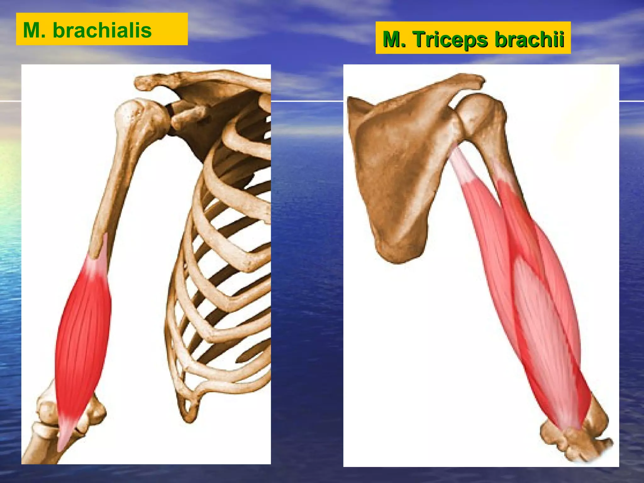 Extremitas cranialis 1 2 | PPT