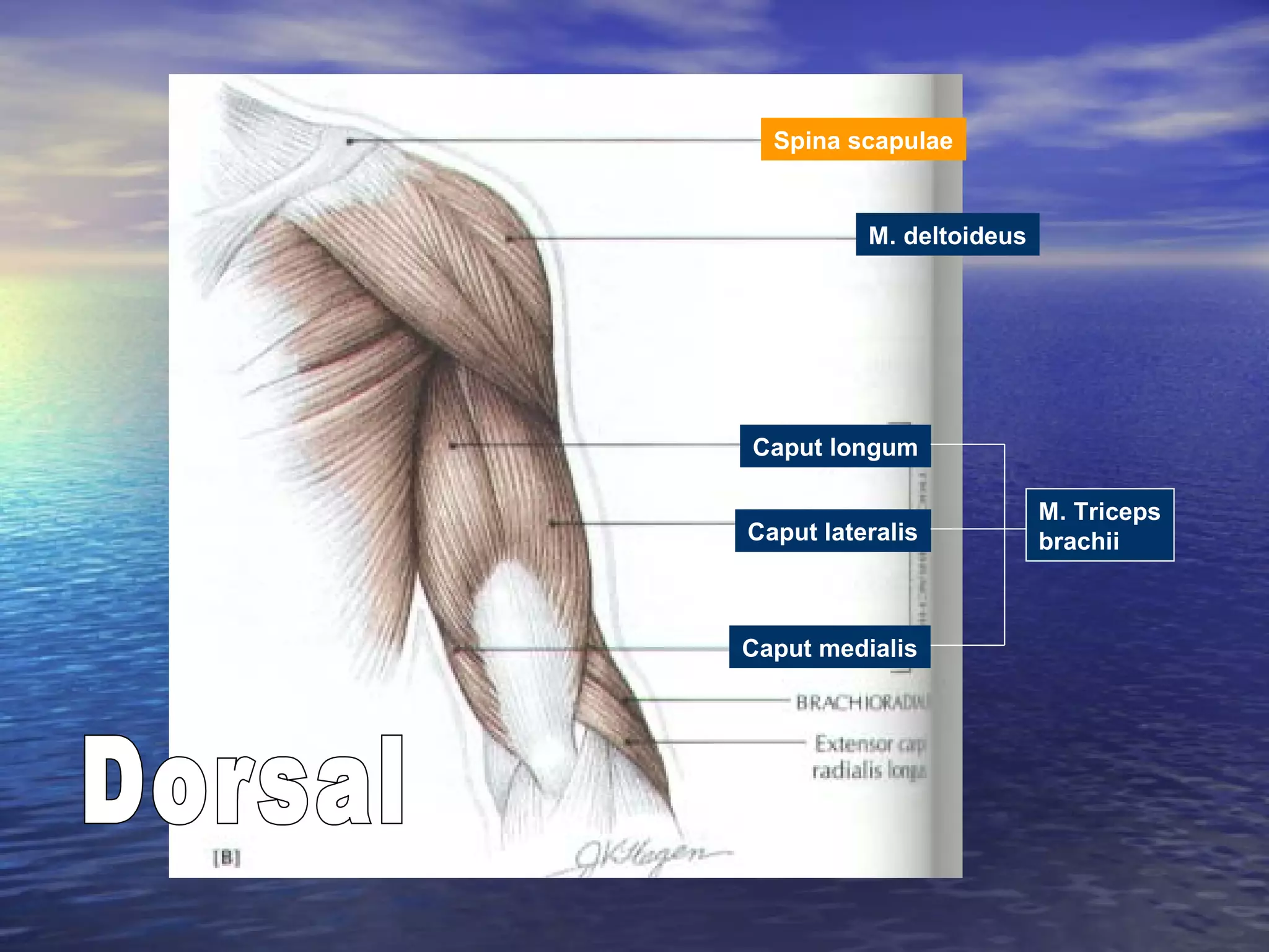 Extremitas cranialis 1 2 | PPT