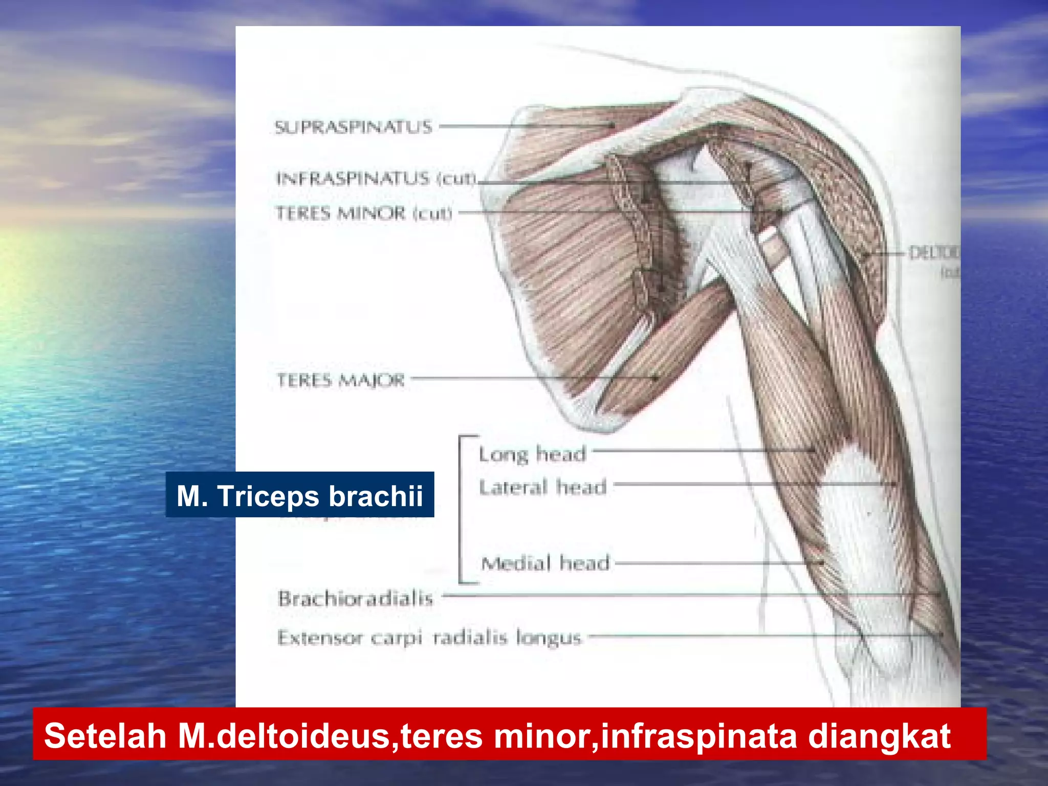 Extremitas cranialis 1 2 | PPT