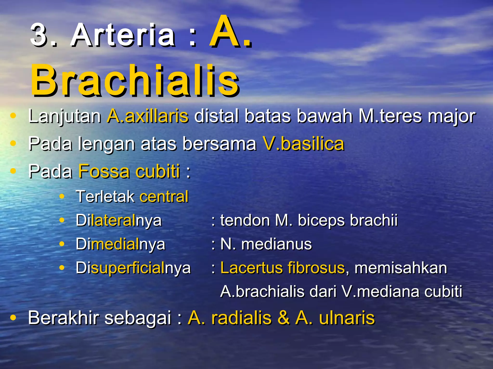 Extremitas cranialis 1 2 | PPT