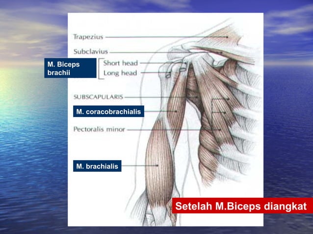 Extremitas cranialis 1 2 | PPT