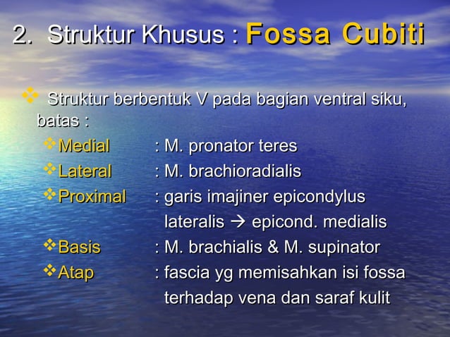 Extremitas cranialis 1 2 | PPT
