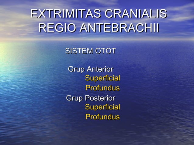 Extremitas cranialis 1 2 | PPT