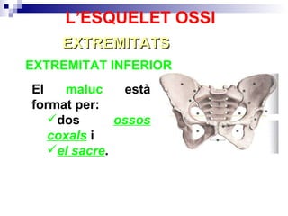 Extremitats | PPT
