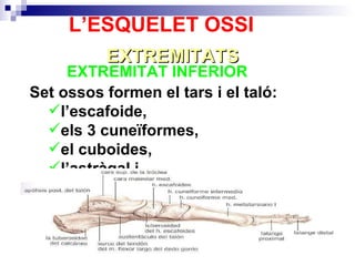 Extremitats | PPT