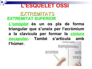 Extremitats | PPT