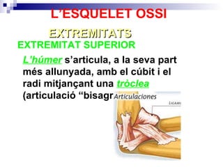 Extremitats | PPT