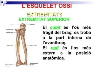 Extremitats | PPT