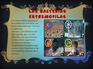 Extremofilos | PPTX