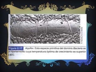Extremofilos | PPTX