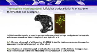 Extremophile | PPTX