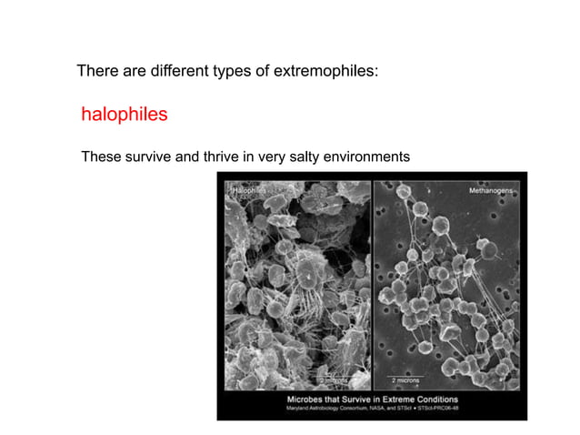Extremophiles | PPTX | Chemistry | Science