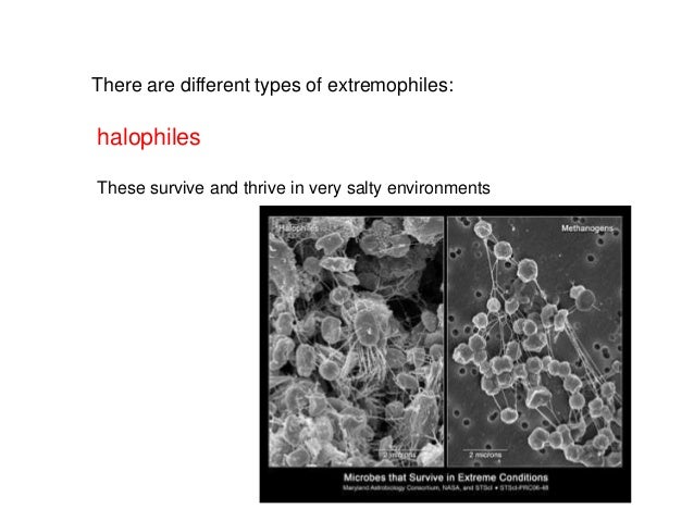Extremophiles