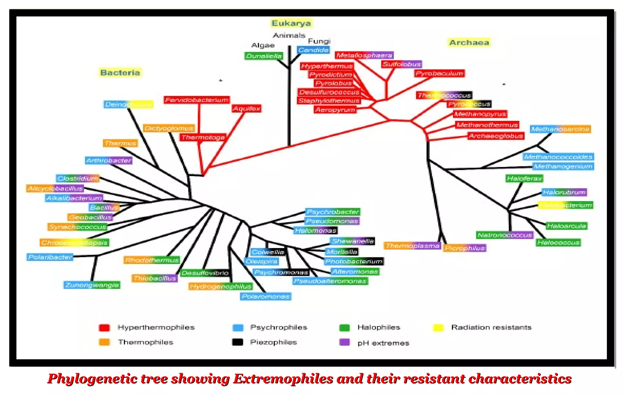 Extremophiles | PPT