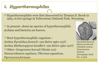 Pyrolobus Fumarii Characteristics