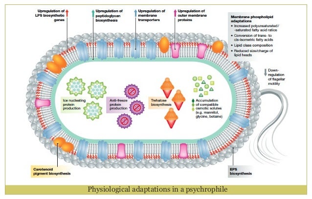 Extremophiles