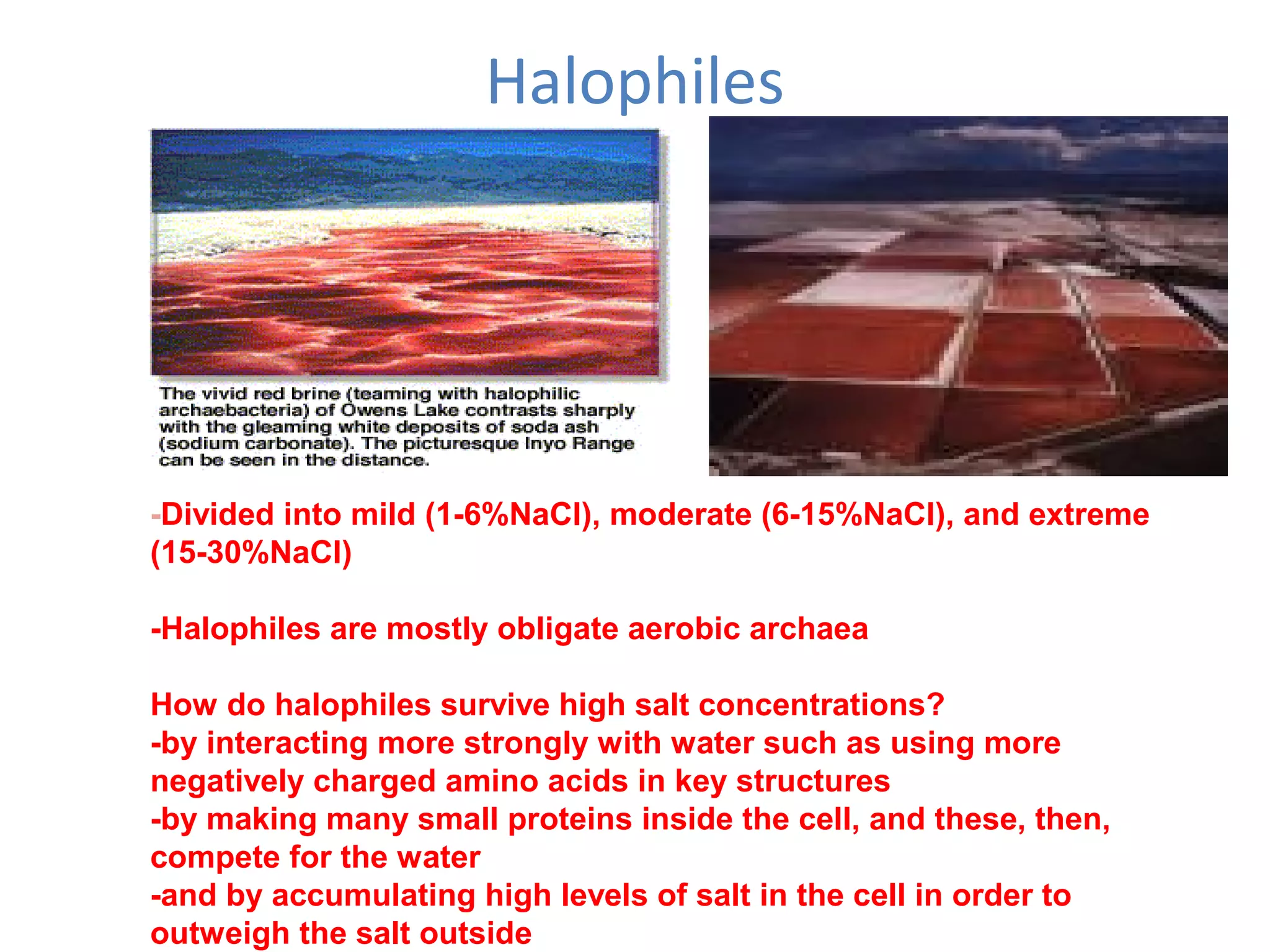 Extremophiles | PPT