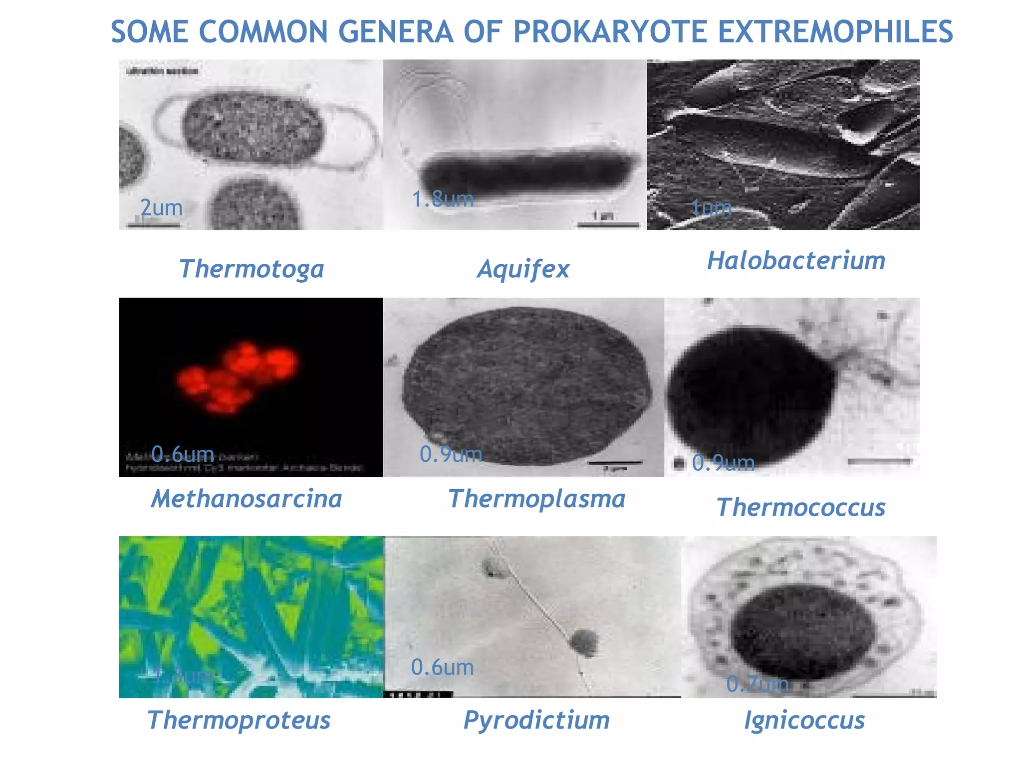 Extremophiles | PPT