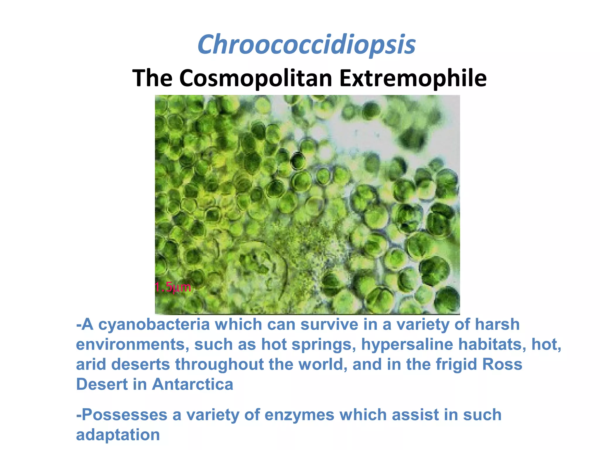 Extremophiles | PPT