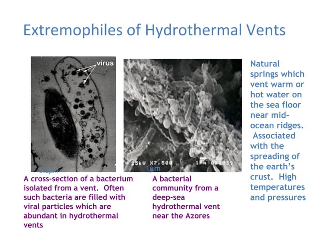 Extremophiles | PPT | Chemistry | Science