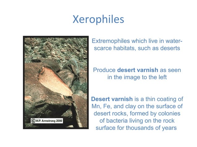 Extremophiles | PPT | Chemistry | Science