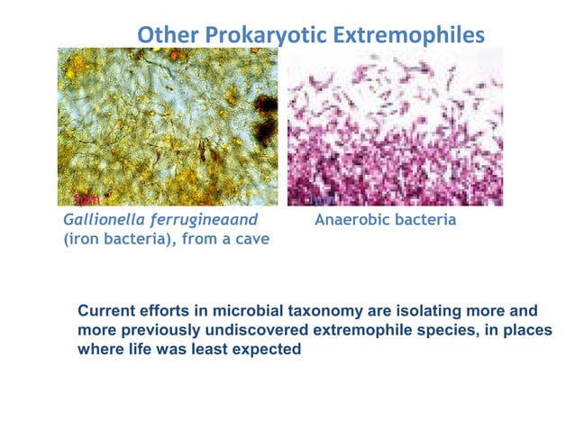 Extremophiles | PPT | Chemistry | Science