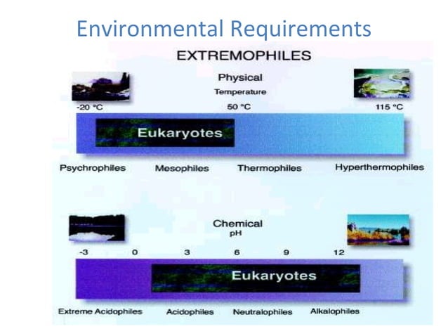 Extremophiles | PPT | Chemistry | Science