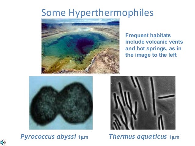 Extremophiles