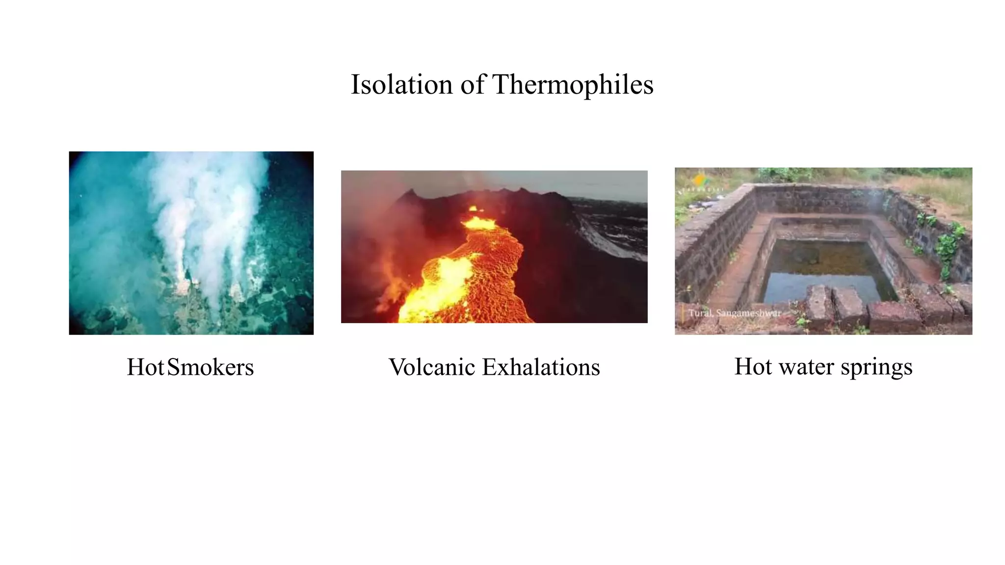 Extremophiles and their adaptations to hot environments | PPTX ...