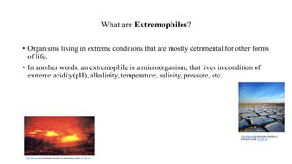 Extremophiles and their adaptations to hot environments | PPTX ...