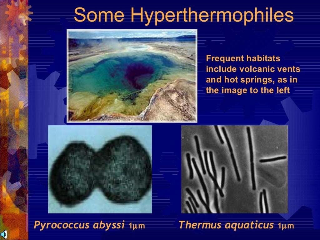 Extremophiles imp. 1