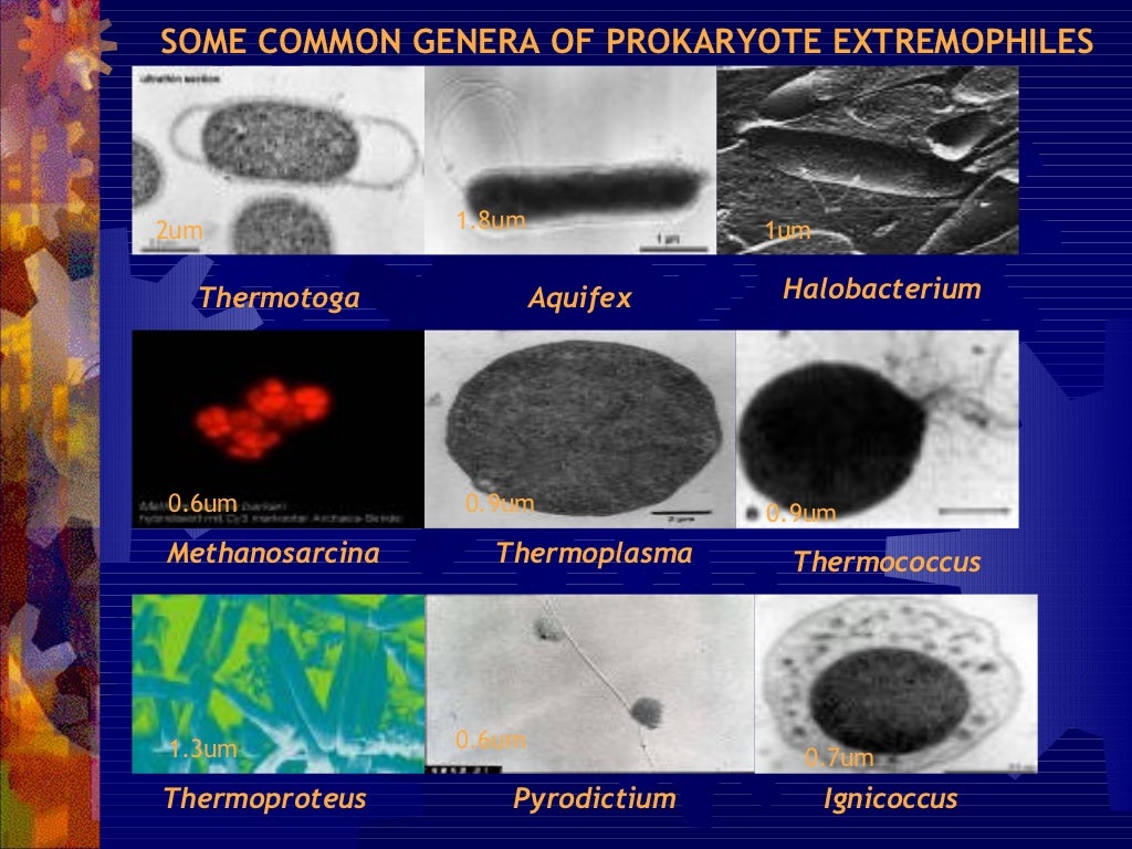 Extremophiles imp. 1