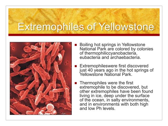 Extremophiles Speech | PPT