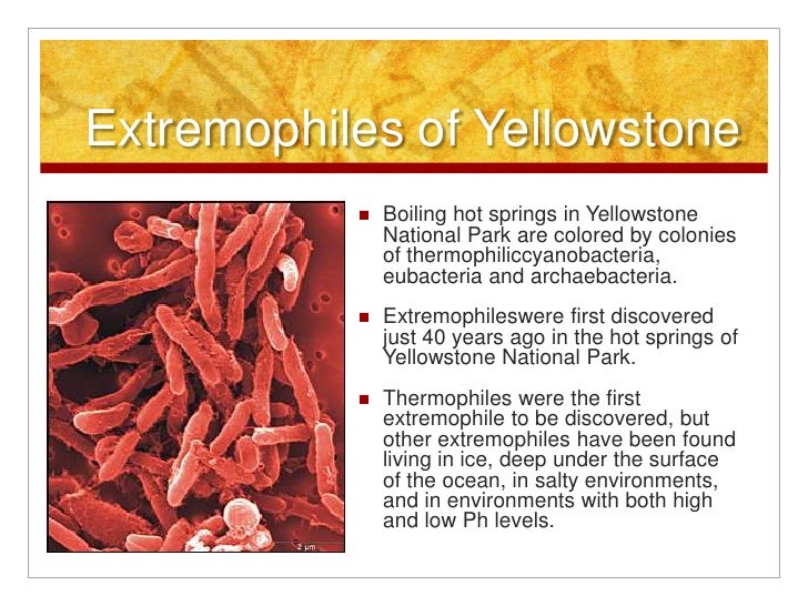 Extremophiles Speech