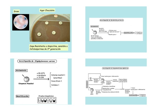 exudado_cultivo-faringeo | PDF