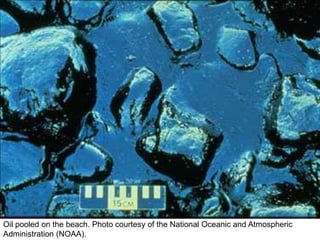 Exxon Valdez presentation.ppt