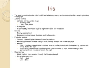 Hand Out Kuliah Eye | PPTX