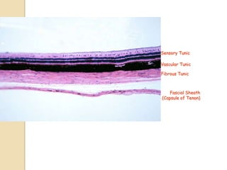 Tenons Capsule Histology